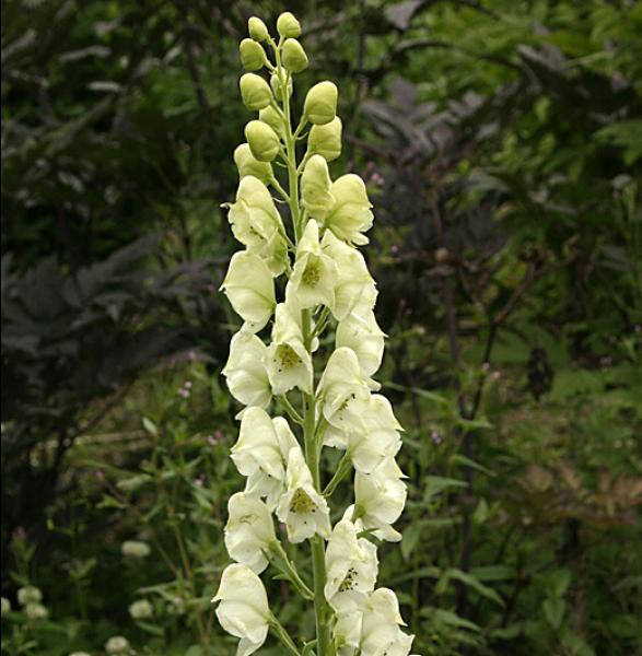 Elizabeth MacGregor Nursery: Search Results