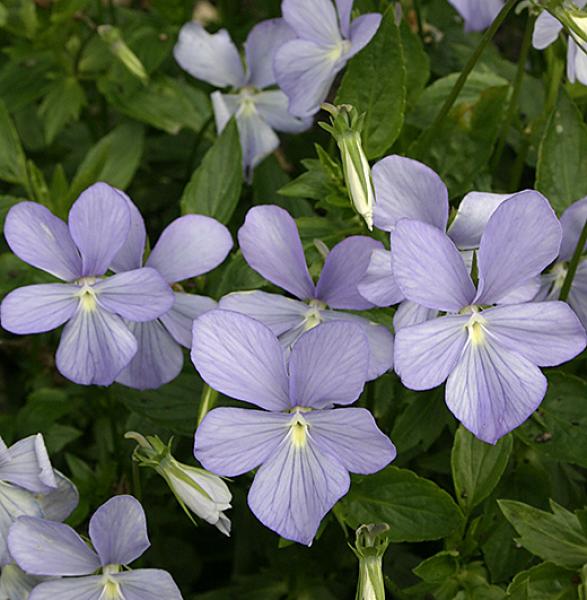 Elizabeth MacGregor Nursery: Search Results