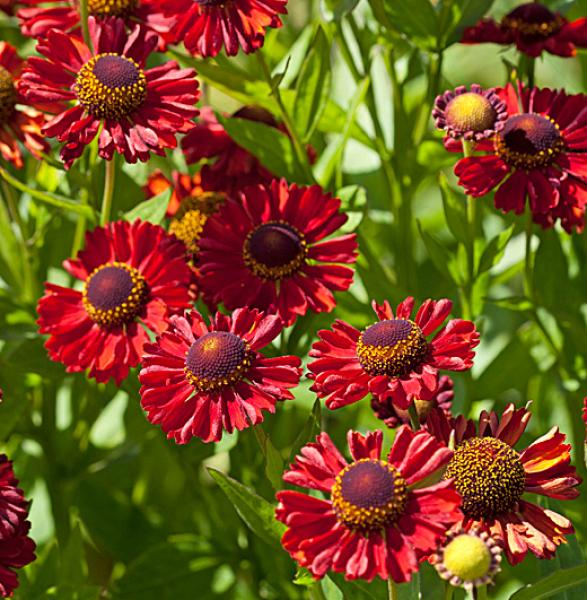 Elizabeth MacGregor Nursery: Search Results