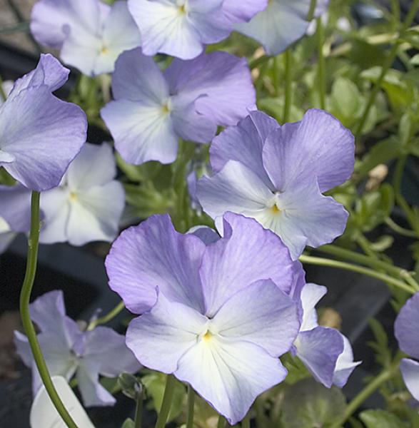 Elizabeth MacGregor Nursery: Search Results