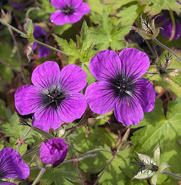 Elizabeth MacGregor Nursery: Search Results