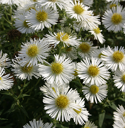 Elizabeth MacGregor Nursery: Search Results