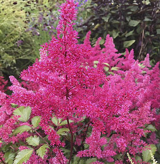 Elizabeth MacGregor Nursery: Search Results