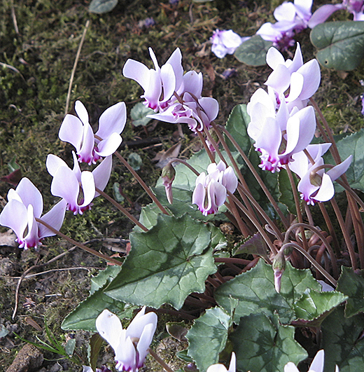 Elizabeth MacGregor Nursery: Search Results