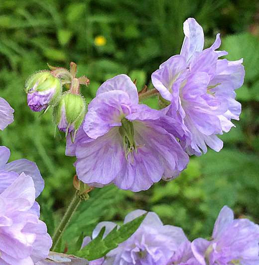 Elizabeth MacGregor Nursery: Search Results