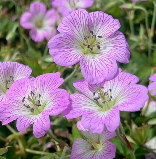 Elizabeth MacGregor Nursery: Search Results