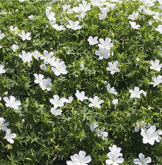 Elizabeth MacGregor Nursery: Search Results