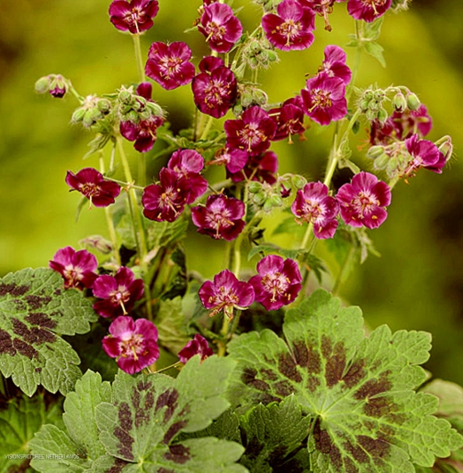 Elizabeth MacGregor Nursery: Search Results