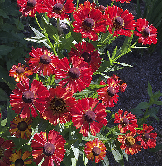 Elizabeth MacGregor Nursery: Search Results