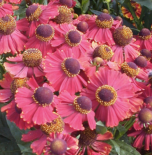 Elizabeth MacGregor Nursery: Search Results