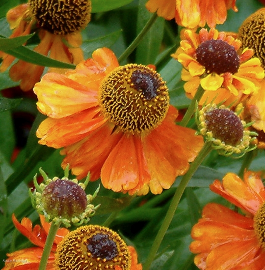 Elizabeth MacGregor Nursery: Search Results