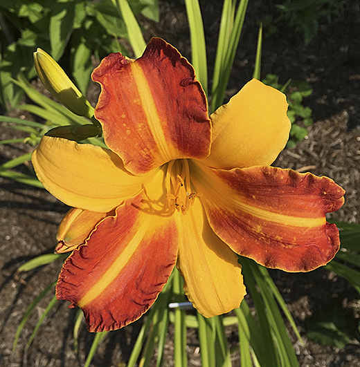 Elizabeth MacGregor Nursery: Search Results