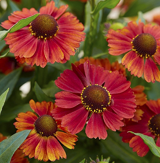 Elizabeth MacGregor Nursery: Search Results