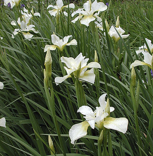 Elizabeth MacGregor Nursery: Search Results