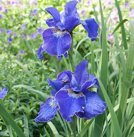 Elizabeth MacGregor Nursery: Search Results