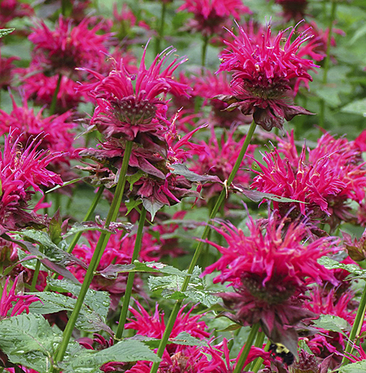 Elizabeth MacGregor Nursery: Search Results