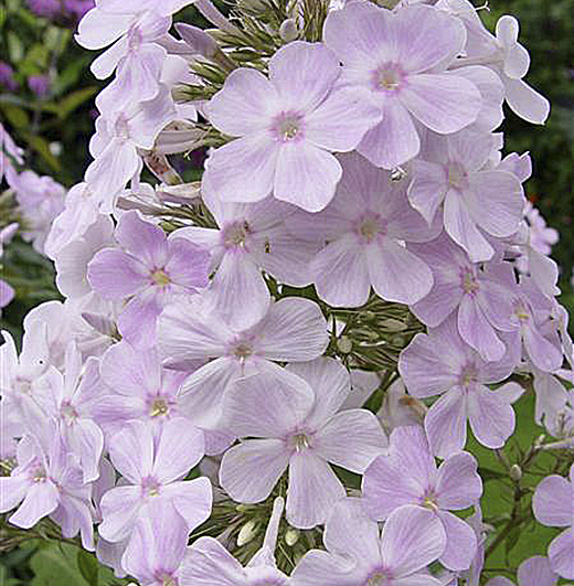 Elizabeth MacGregor Nursery: Search Results