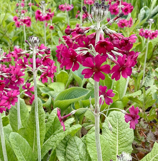 Elizabeth MacGregor Nursery: Search Results