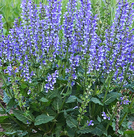 Elizabeth MacGregor Nursery: Search Results