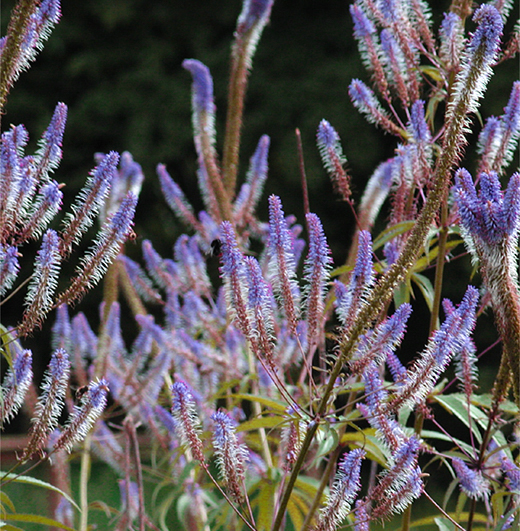 Elizabeth MacGregor Nursery: Search Results