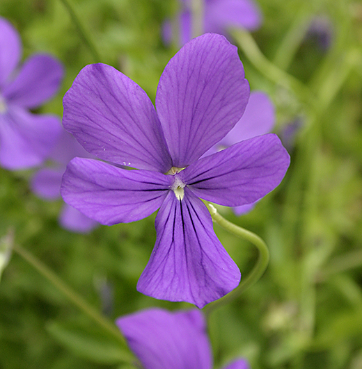 Elizabeth MacGregor Nursery: Search Results
