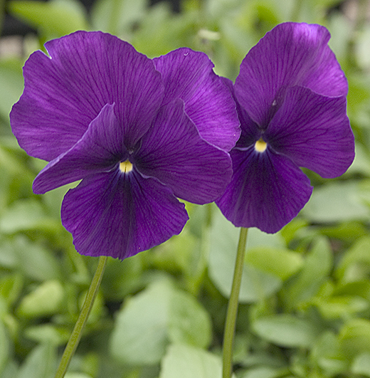 Elizabeth MacGregor Nursery: Search Results