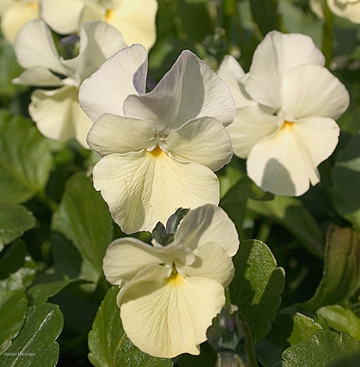 Elizabeth MacGregor Nursery: Search Results