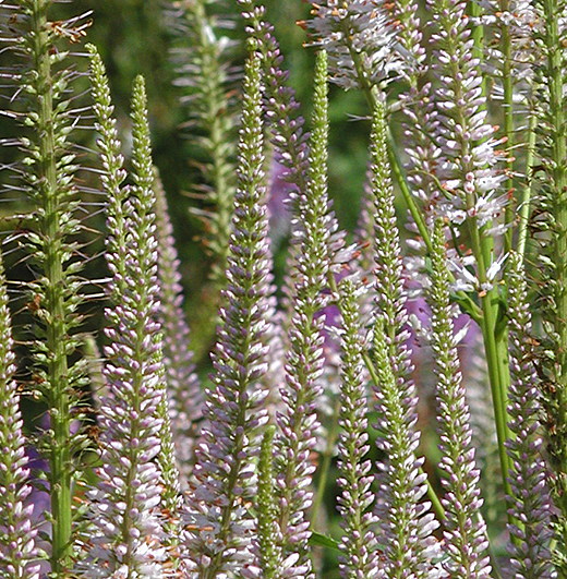 Elizabeth MacGregor Nursery: Search Results