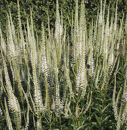 Elizabeth MacGregor Nursery: Search Results